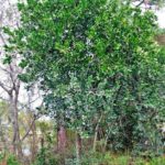 Crabwood