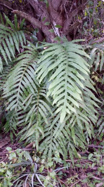 Goldfoot Fern